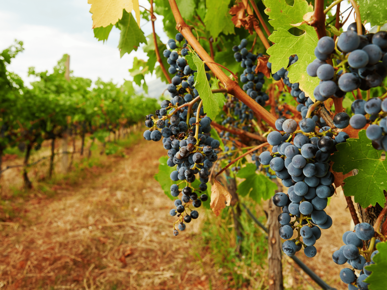Wine History, Science, and Tasting: An Introduction to Grapes ...